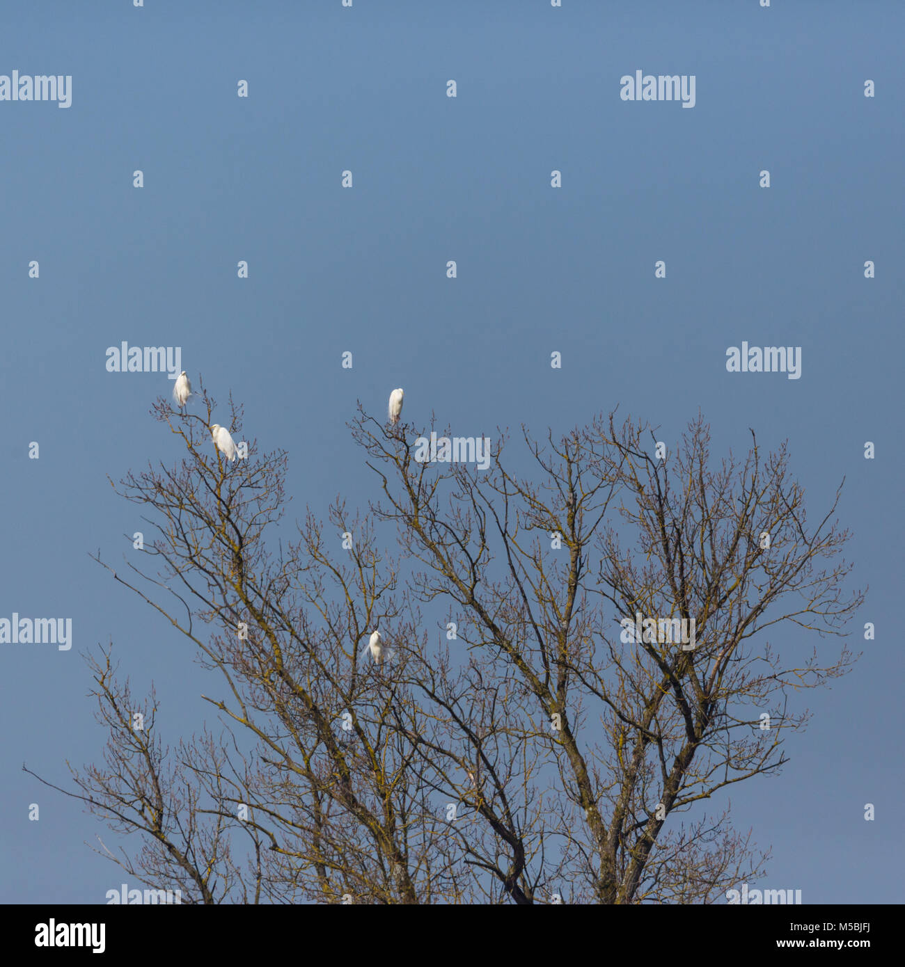 several natural white egrets birds (egretta alba) sitting on tree, blue ...