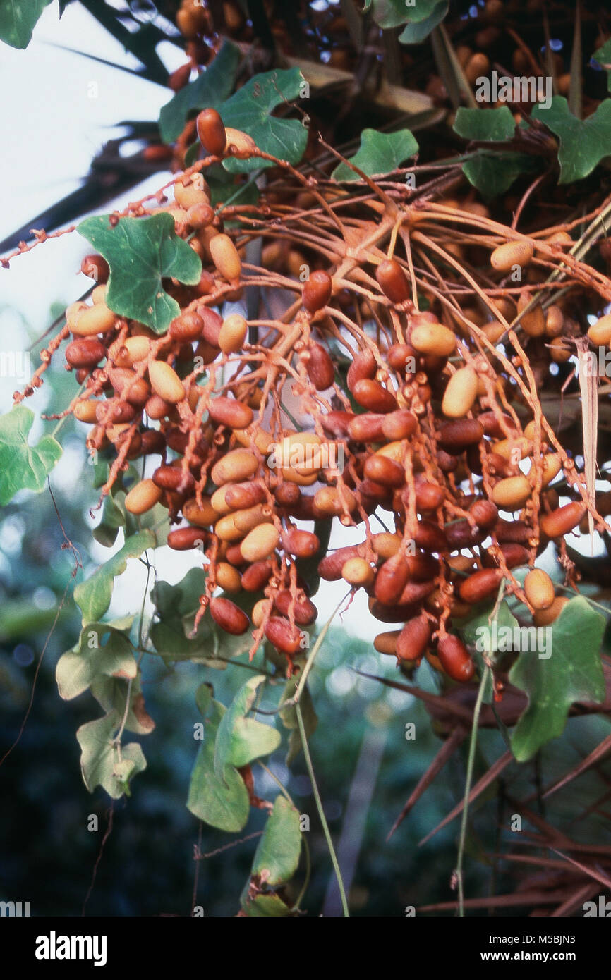 Date tree hi-res stock photography and images - Alamy