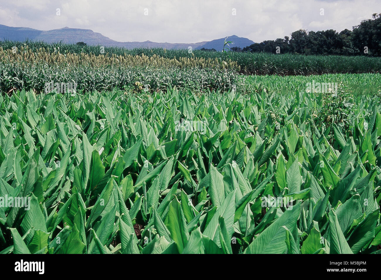 Golden crop and turmeric plant, field in Satara Maharashtra, India ...
