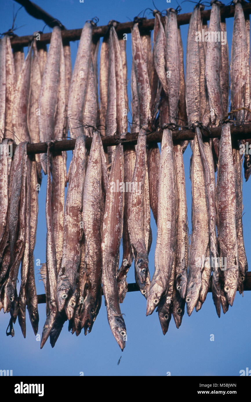 Close up of dry fish, eel, Alibaug, Maharashtra, India Stock Photo - Alamy