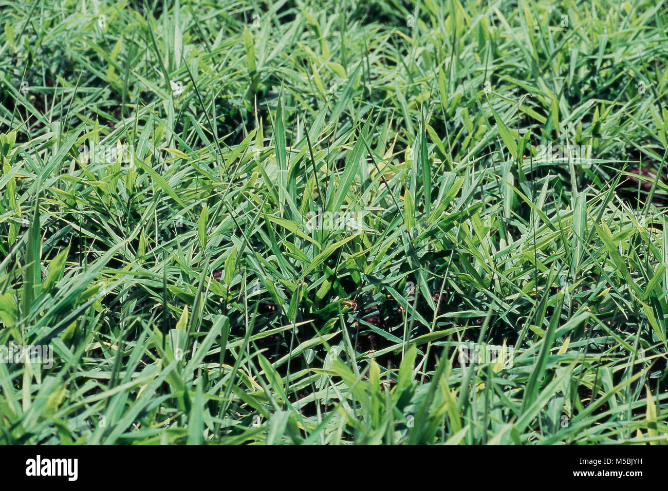 Ginger field at Agrichor, Pune, Maharashtra, India Stock Photo - Alamy
