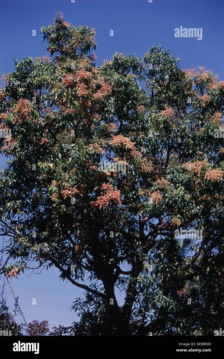 Blossom of mango tree, Pawas Maharashtra, India Stock Photo - Alamy