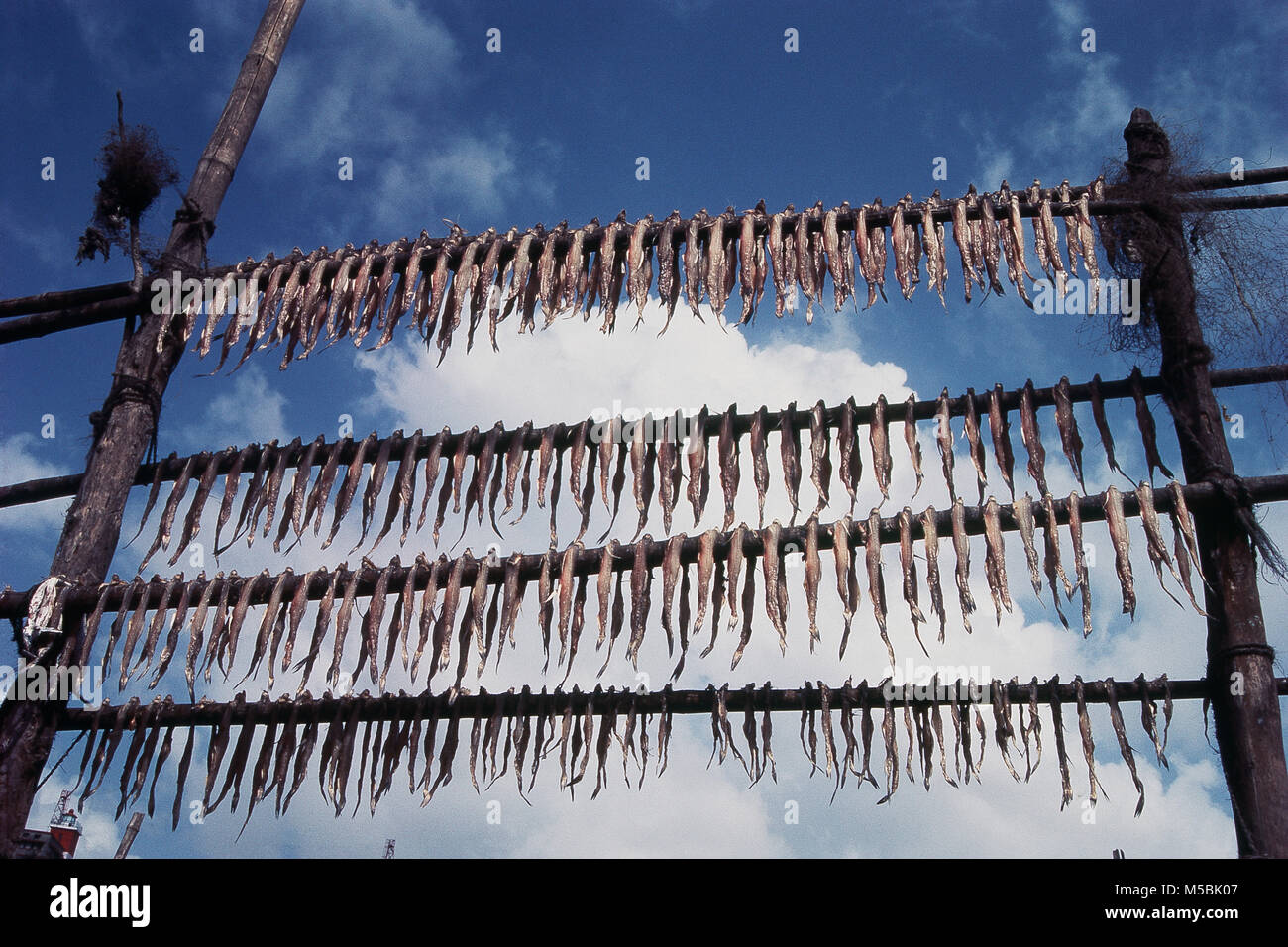 Indian drying fish india hi-res stock photography and images - Alamy