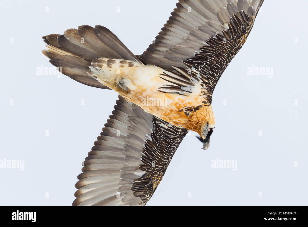 portrait natural adult bearded vulture bird in flight (gypaetus ...