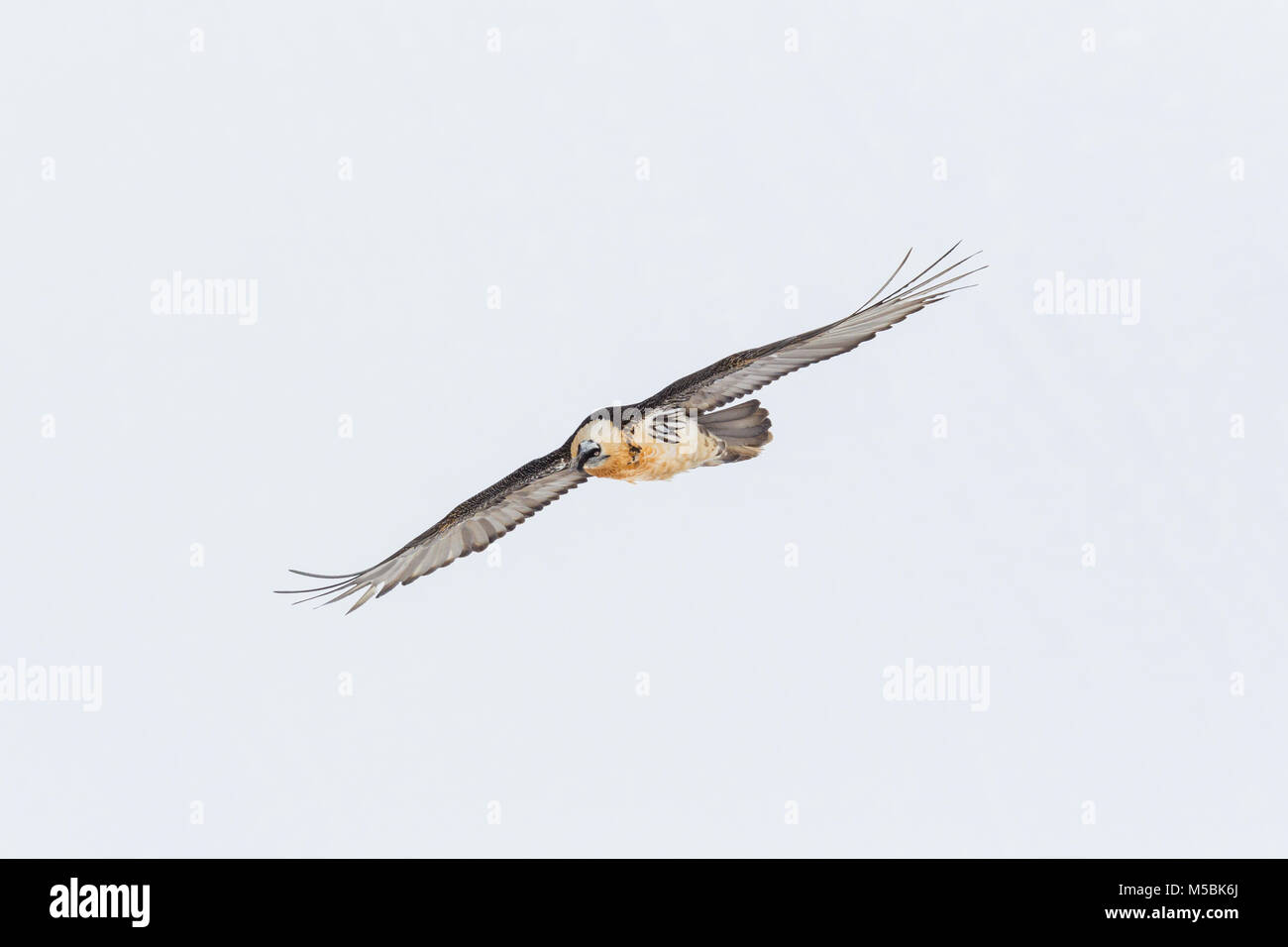 detailed front view natural adult bearded vulture bird in flight ...
