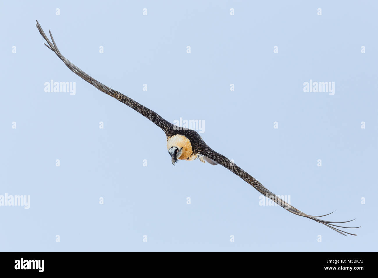 front view portrait of natural flying adult bearded vulture (gypaetus ...
