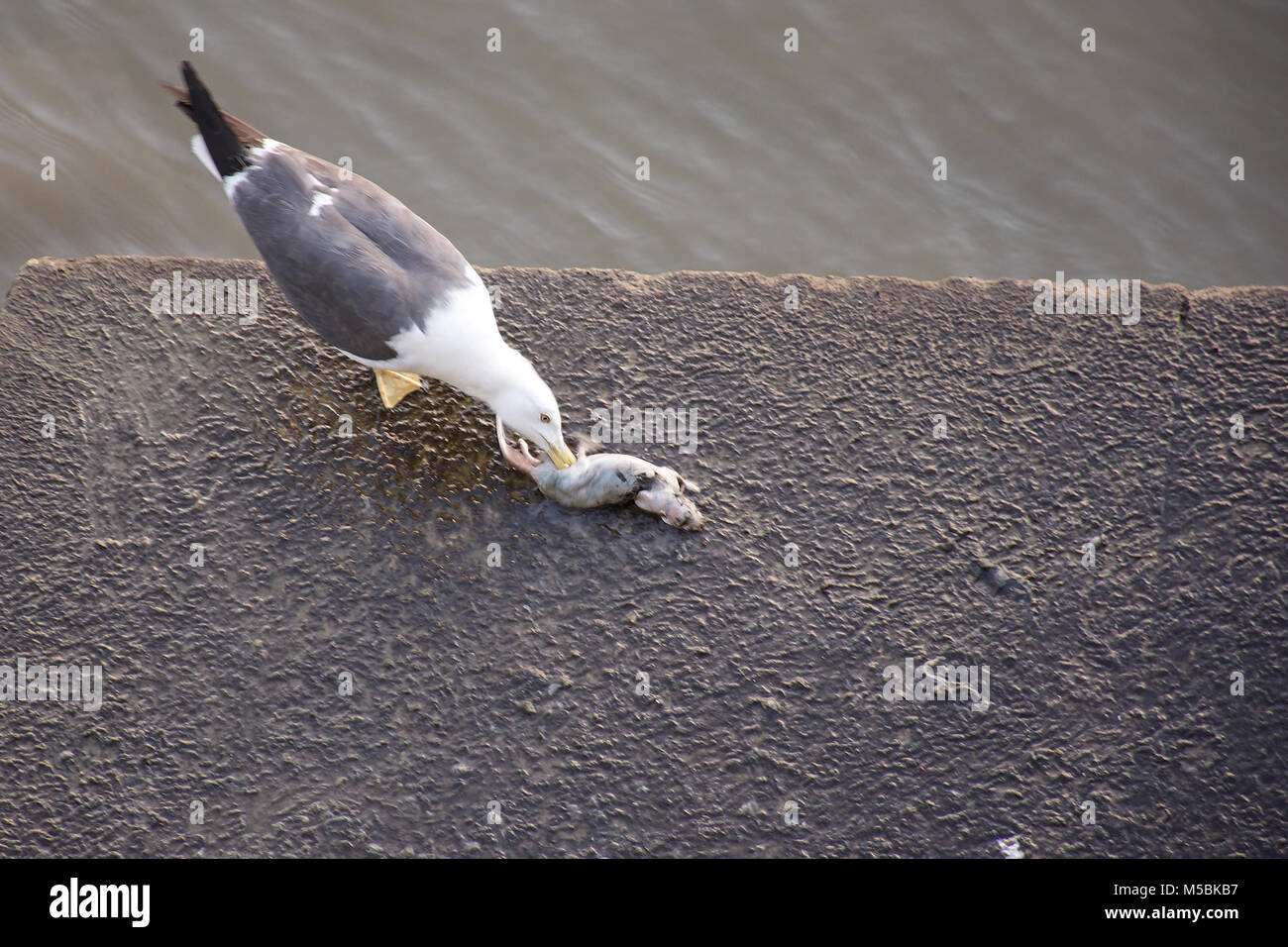 Seagull eating rat hi-res stock photography and images - Alamy