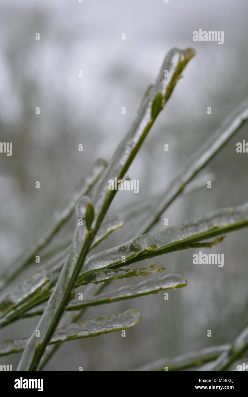 glazed broom - ice covered - winter day in Suhl, Germany Stock Photo ...
