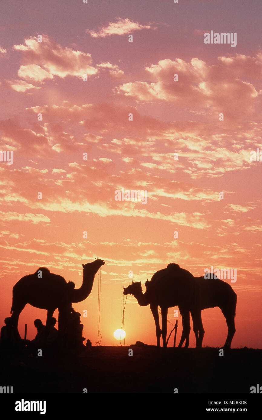 Camel train caravan at sunset at Pushkar fair, Rajasthan, India Stock ...