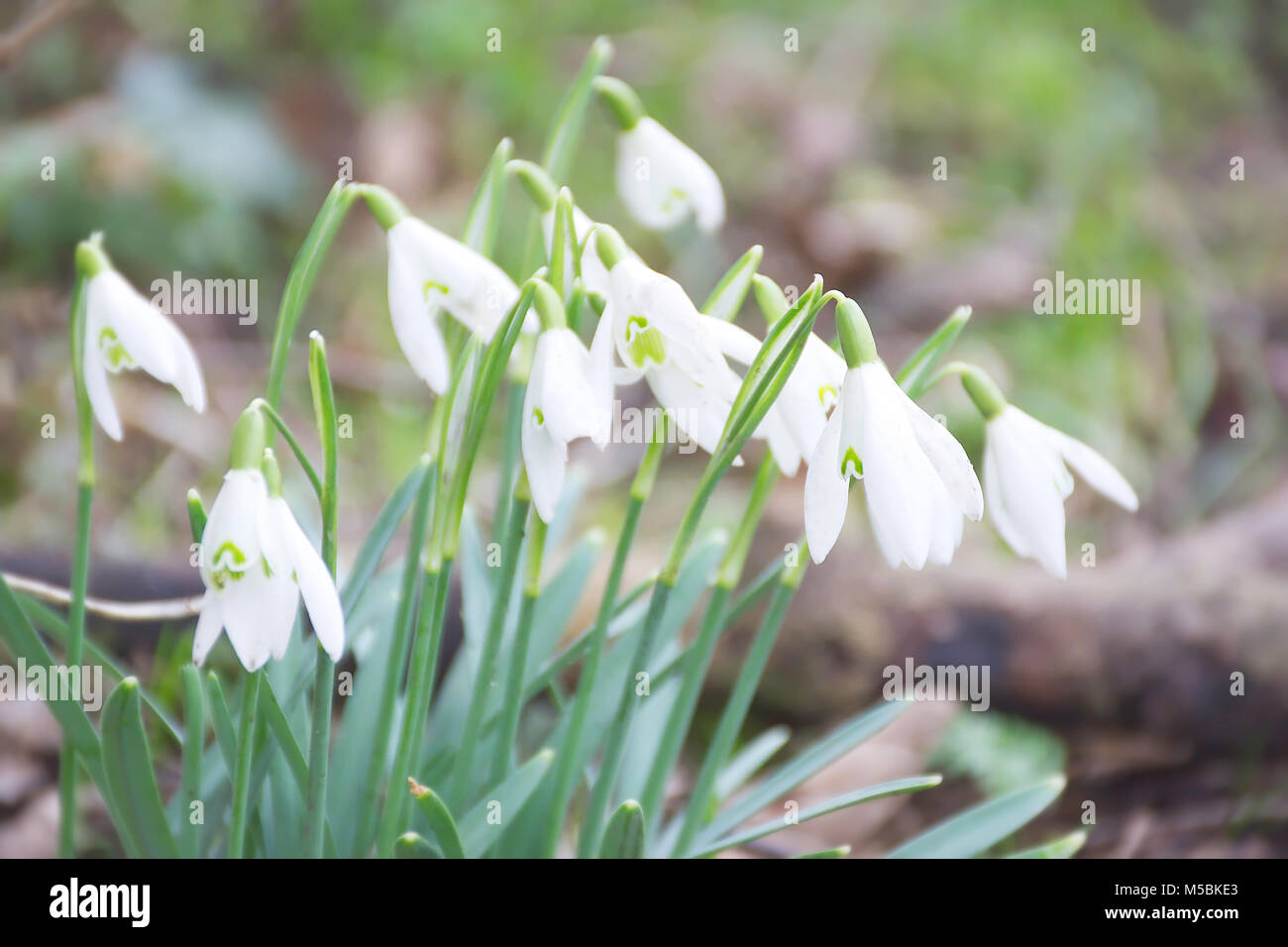 Snowdrops bloom uk hi-res stock photography and images - Alamy