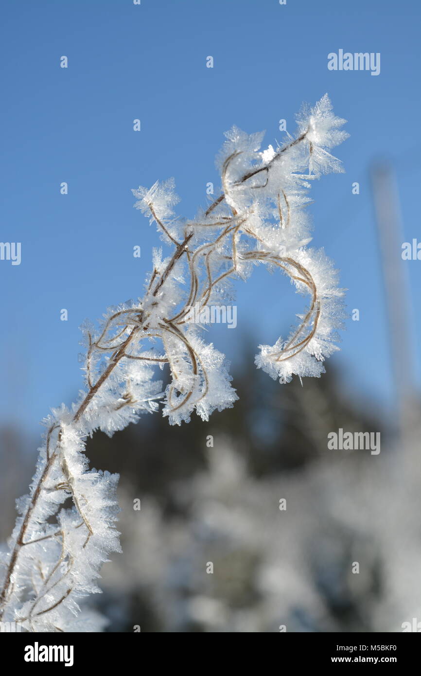 magical winter wonderland - ice crystals Stock Photo - Alamy