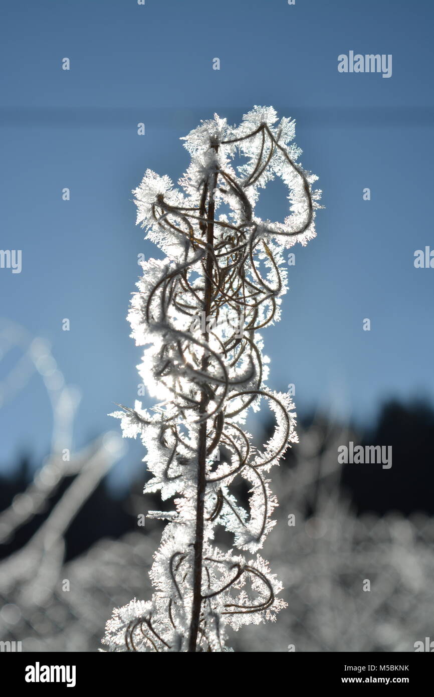 magical winter wonderland - ice crystals Stock Photo - Alamy