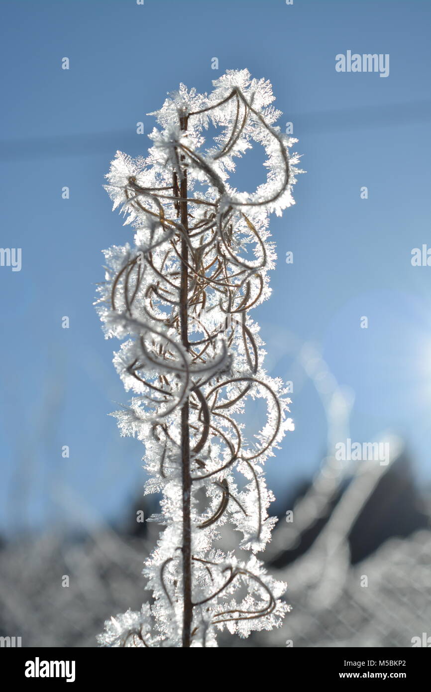 magical winter wonderland - ice crystals Stock Photo - Alamy