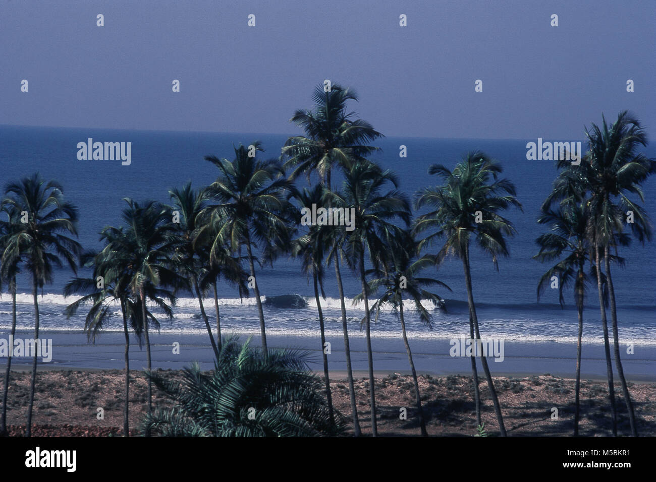 View of palm trees on harmal beach in Goa, India Stock Photo - Alamy