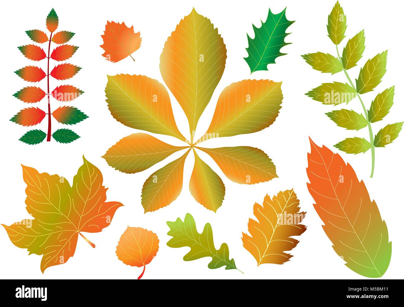 Yellow autumn ash leaves Stock Vector Images - Alamy