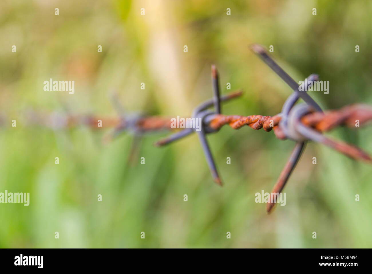 Detail of a rusty barbed wire fence on blurred nature background Stock ...