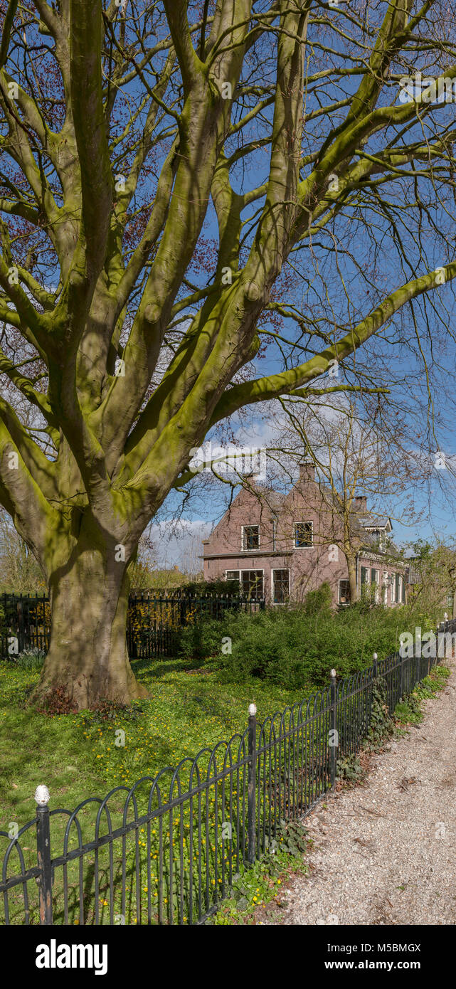 Enormous tree hi-res stock photography and images - Alamy