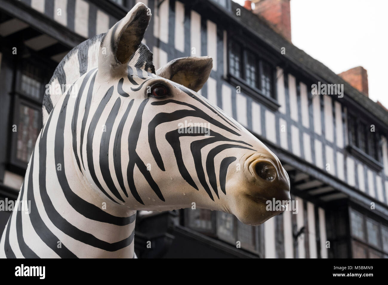 A life-sized fibreglass Zebra on Wyle Cop, Shrewsbury, during a ...