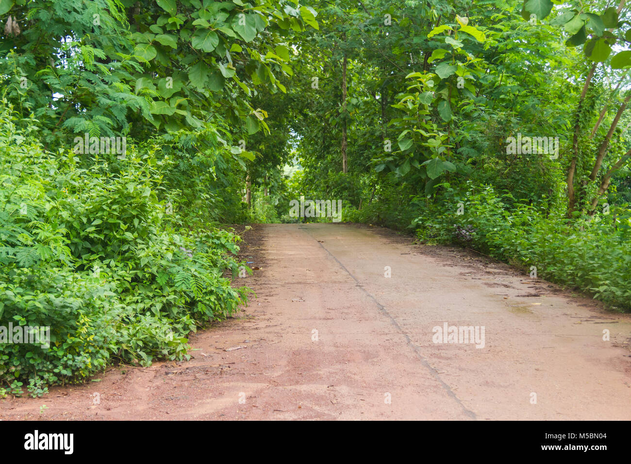 Rural Road in the Rainy Season Stock Photo - Alamy