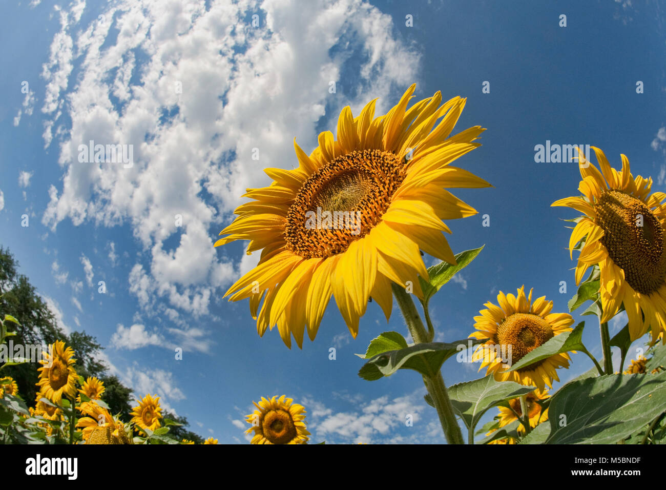 Russian sunflower seeds hi-res stock photography and images - Alamy