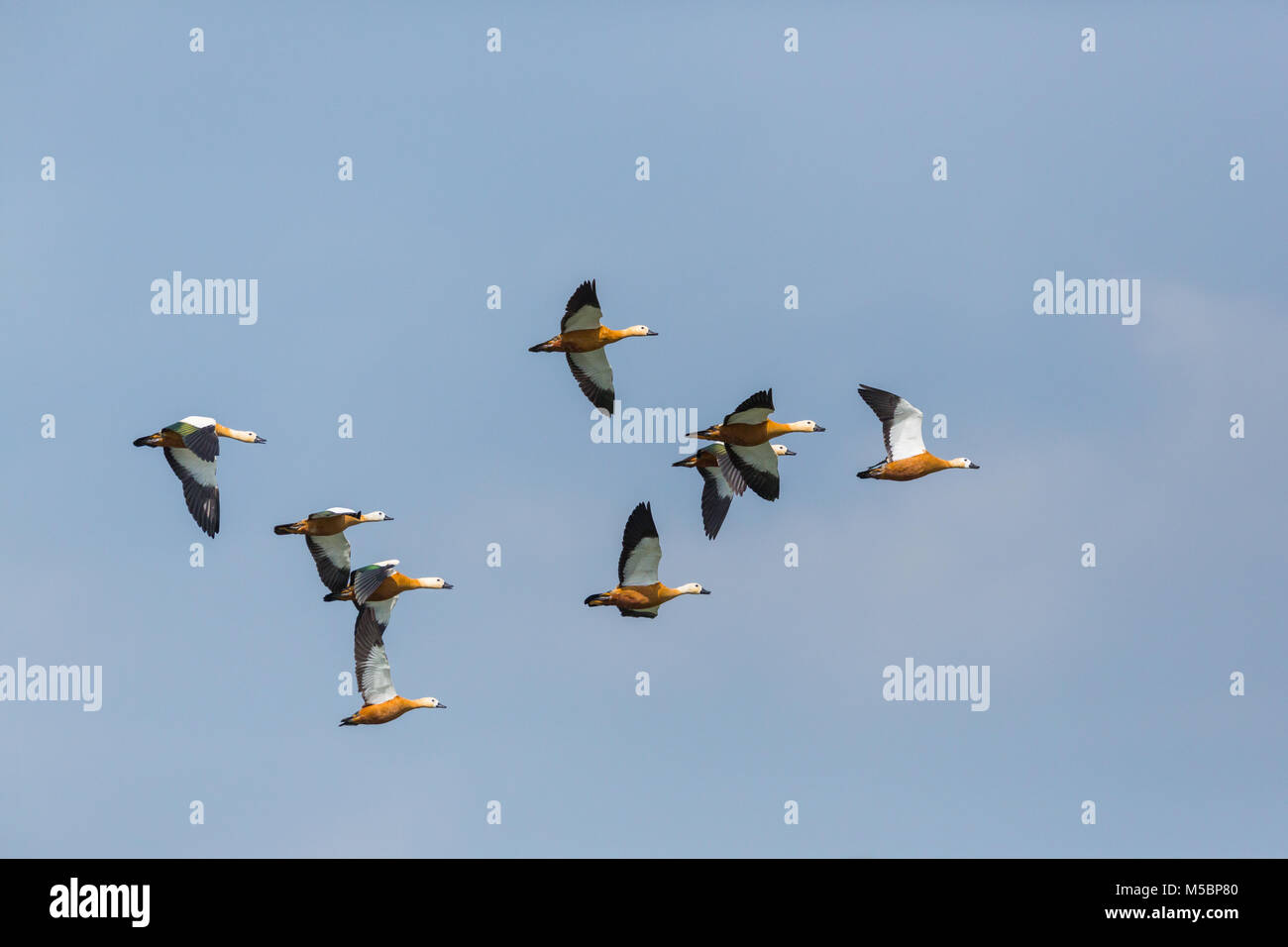 several natural ruddy shelducks (tadorna ferruginea) in flight, blue ...