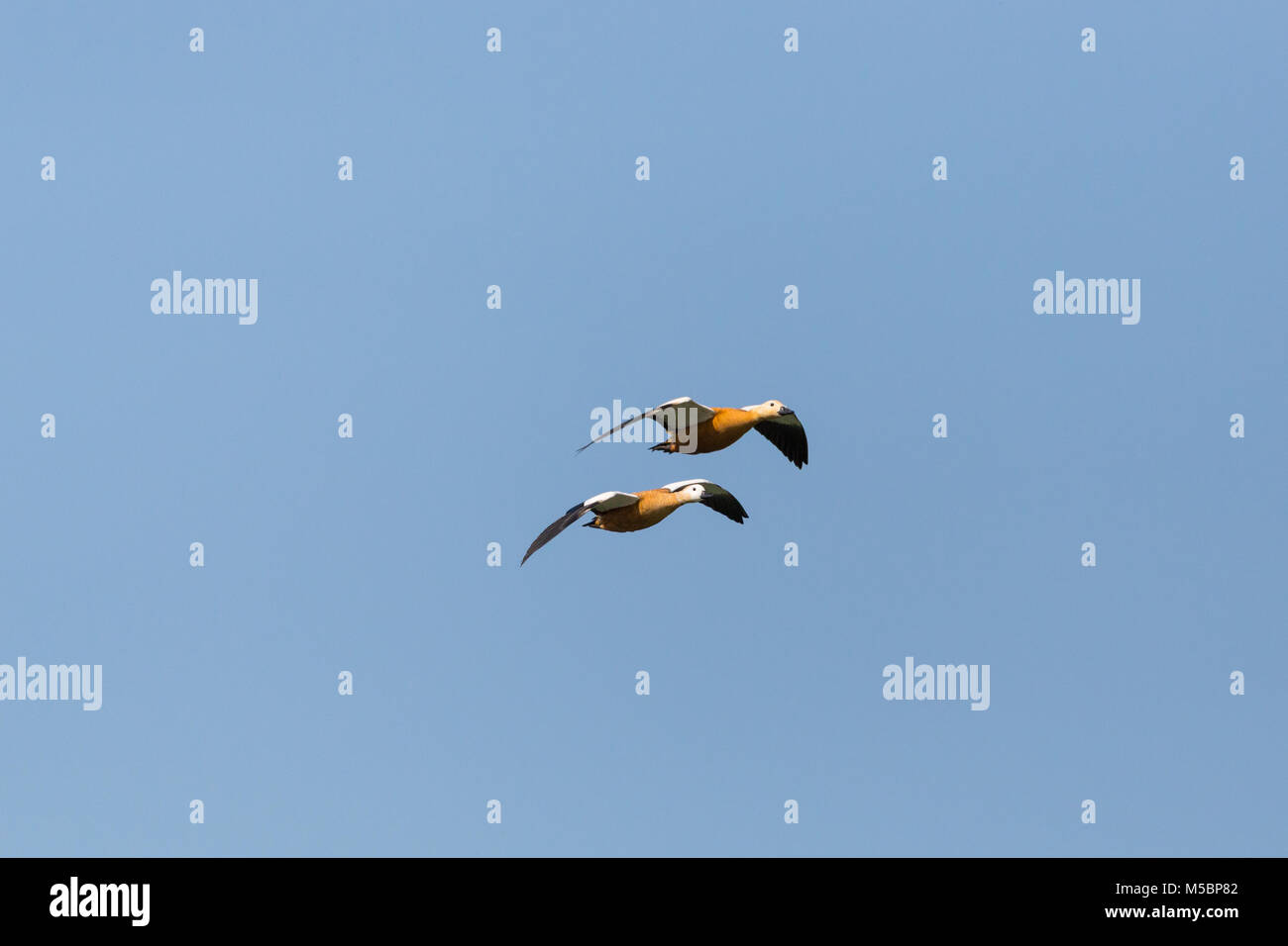 two natural ruddy shelducks (tadorna ferruginea) in flight, blue sky ...