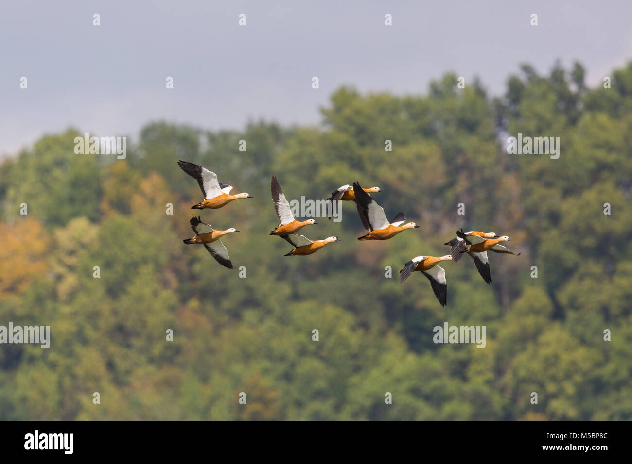 natural ruddy shelduck (tadorna ferruginea) birds in flight, forest ...