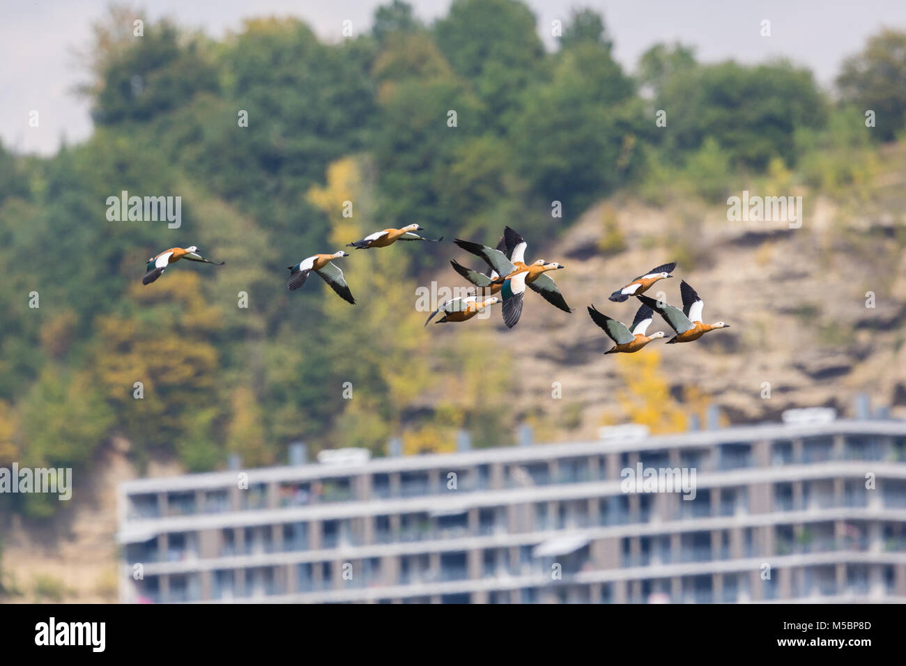 group of ruddy shelduck (tadorna ferruginea) birds in flight with ...