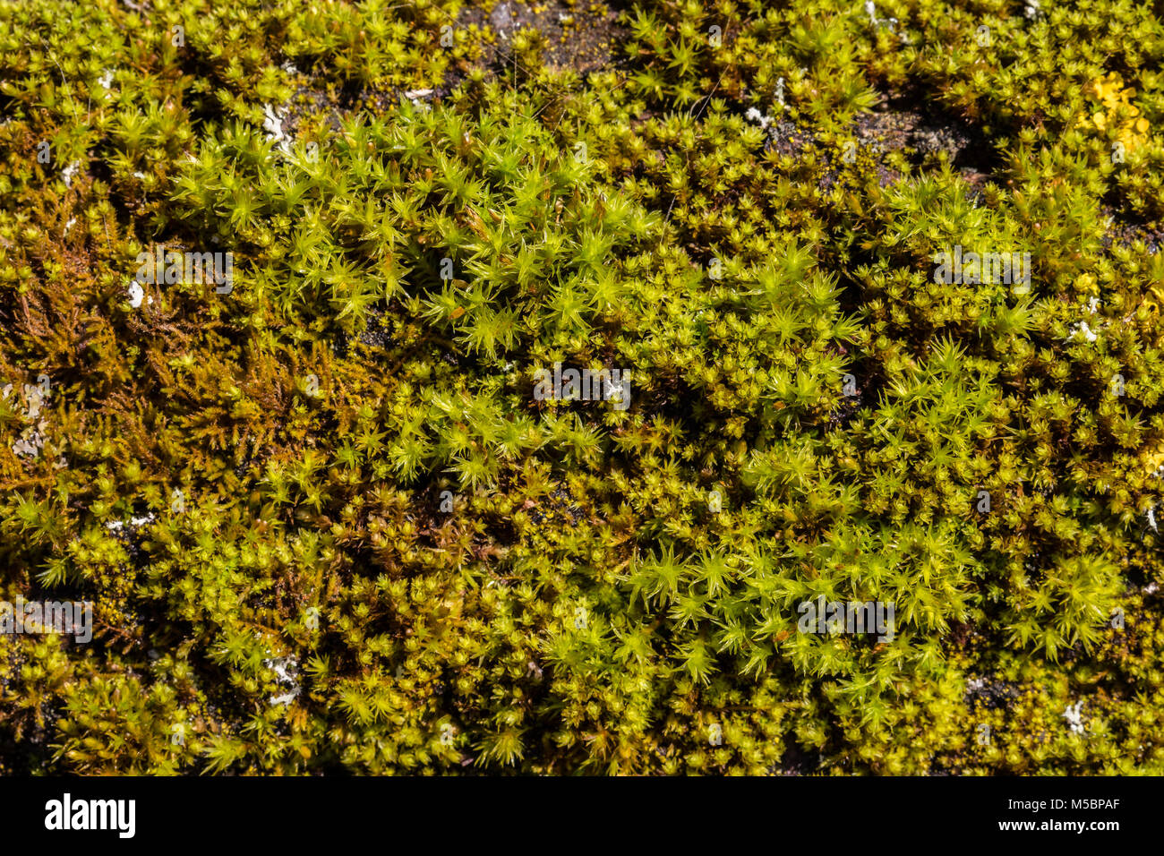Very detailed macro texture of green moss Stock Photo - Alamy