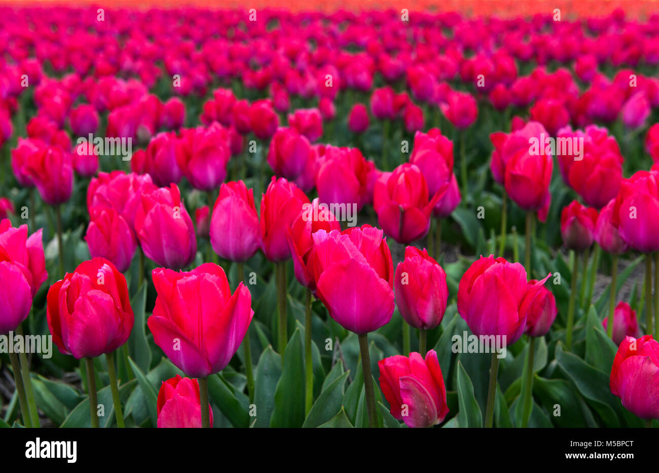 Field of Tulip flowers of the variety Lady van Eijk, Bollenstreek ...