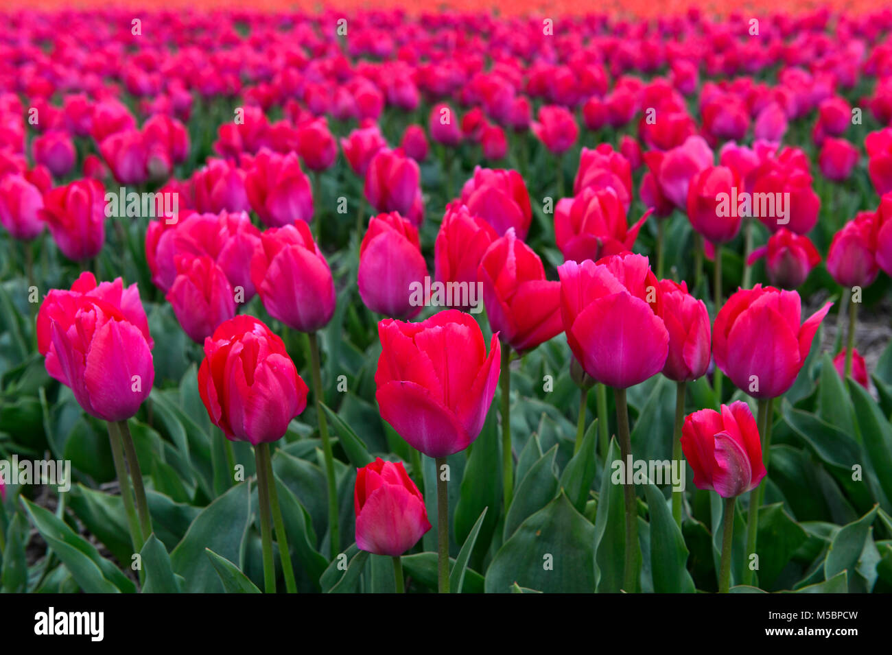 Field of Tulip flowers of the variety Lady van Eijk, Bollenstreek ...