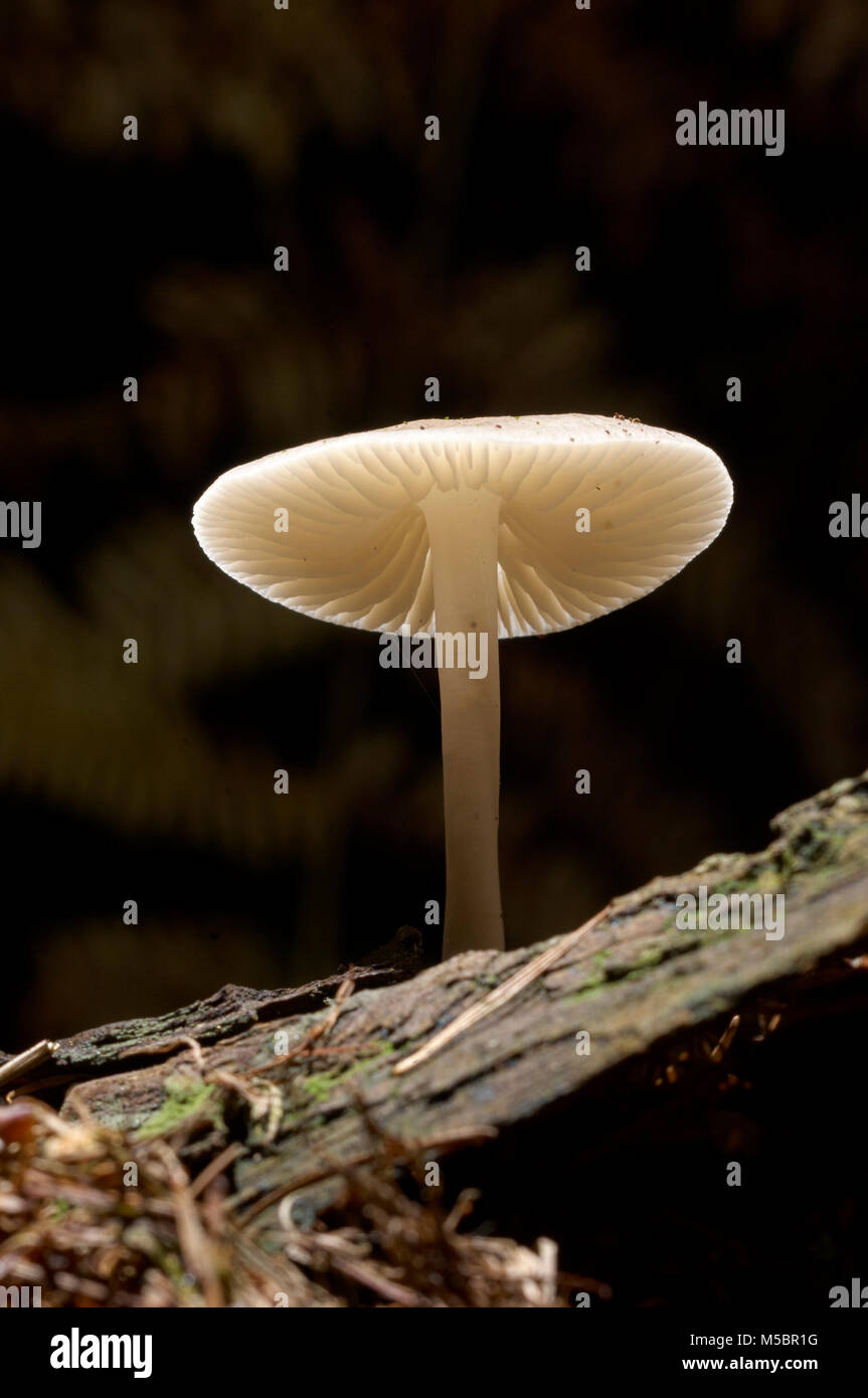 Pilz pilze hi-res stock photography and images - Alamy