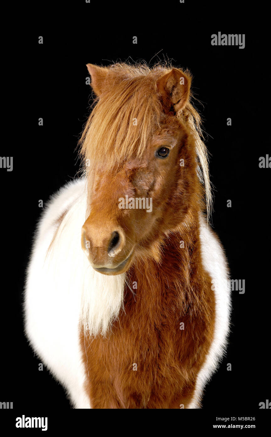 Pony reiten hi-res stock photography and images - Alamy
