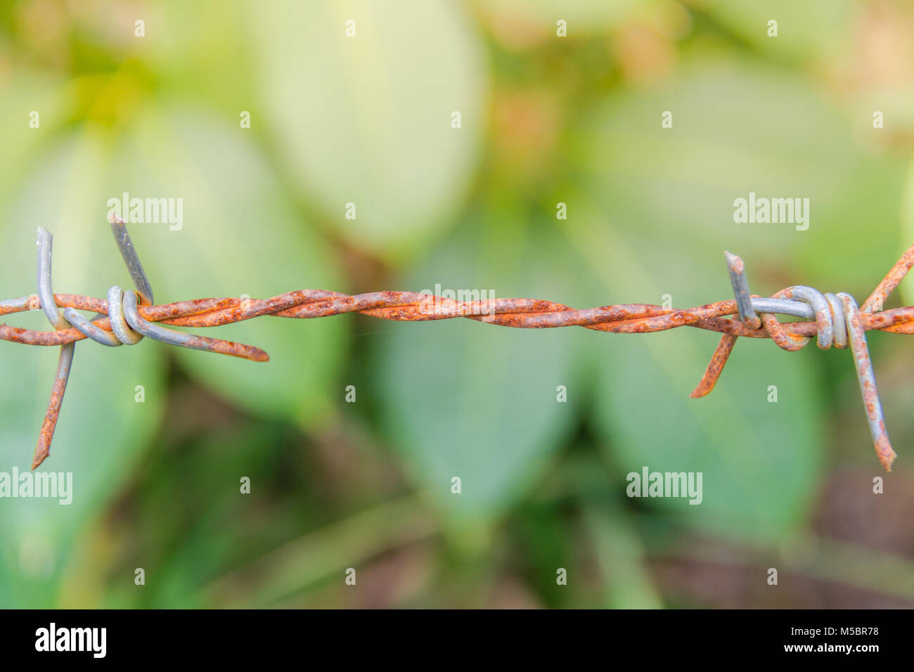 Detail of a rusty barbed wire fence on blurred nature background Stock ...