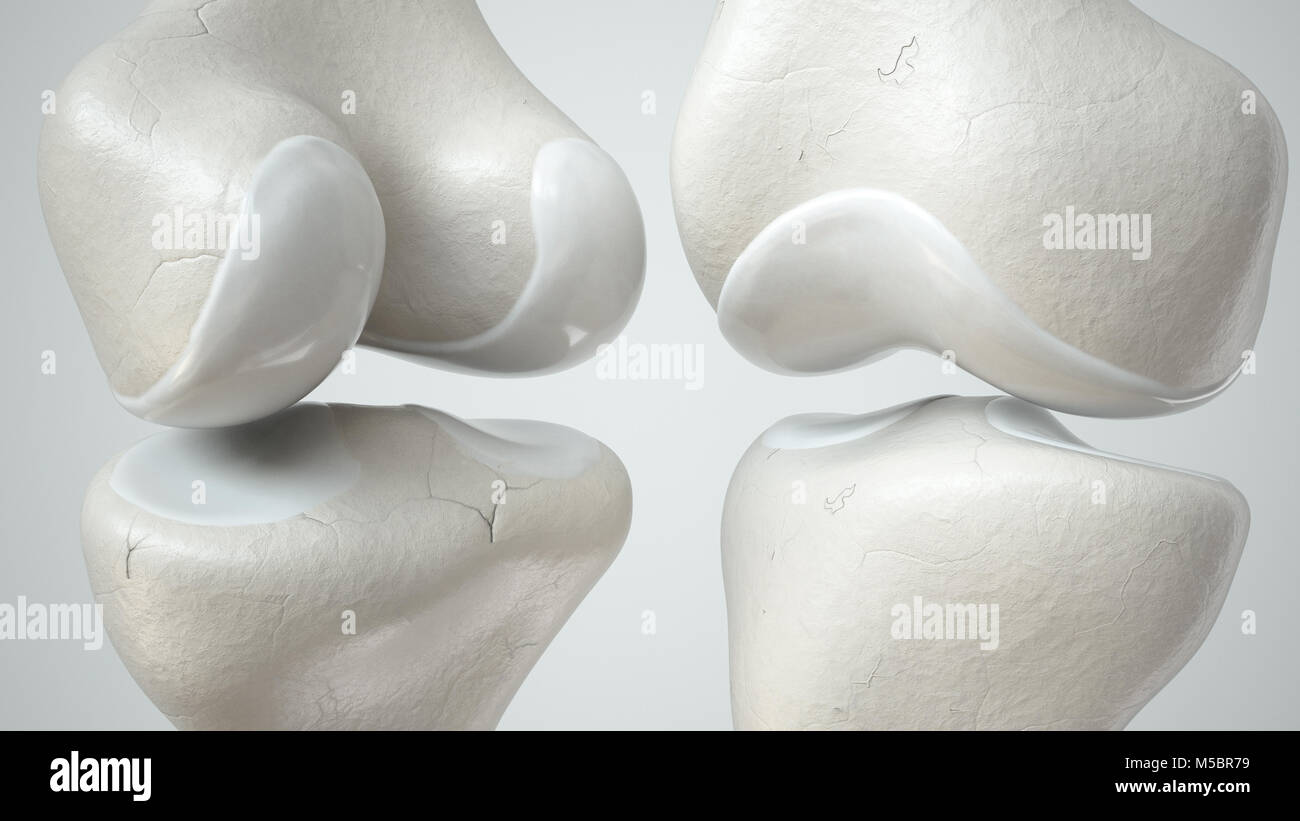 Knee joint with healthy cartilage, front and back- 3D Rendering Stock ...