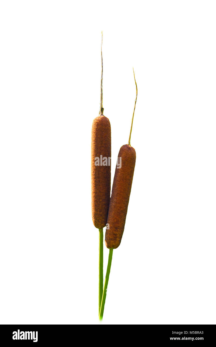 Beautiful typha on white background Stock Photo - Alamy