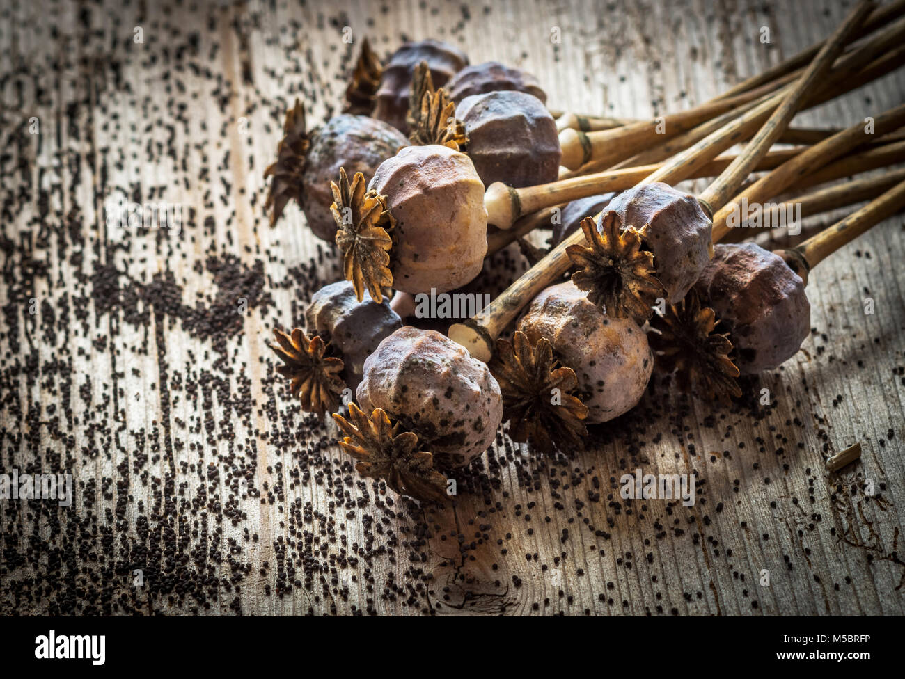 Dried poppy heads and seeds Stock Photo - Alamy