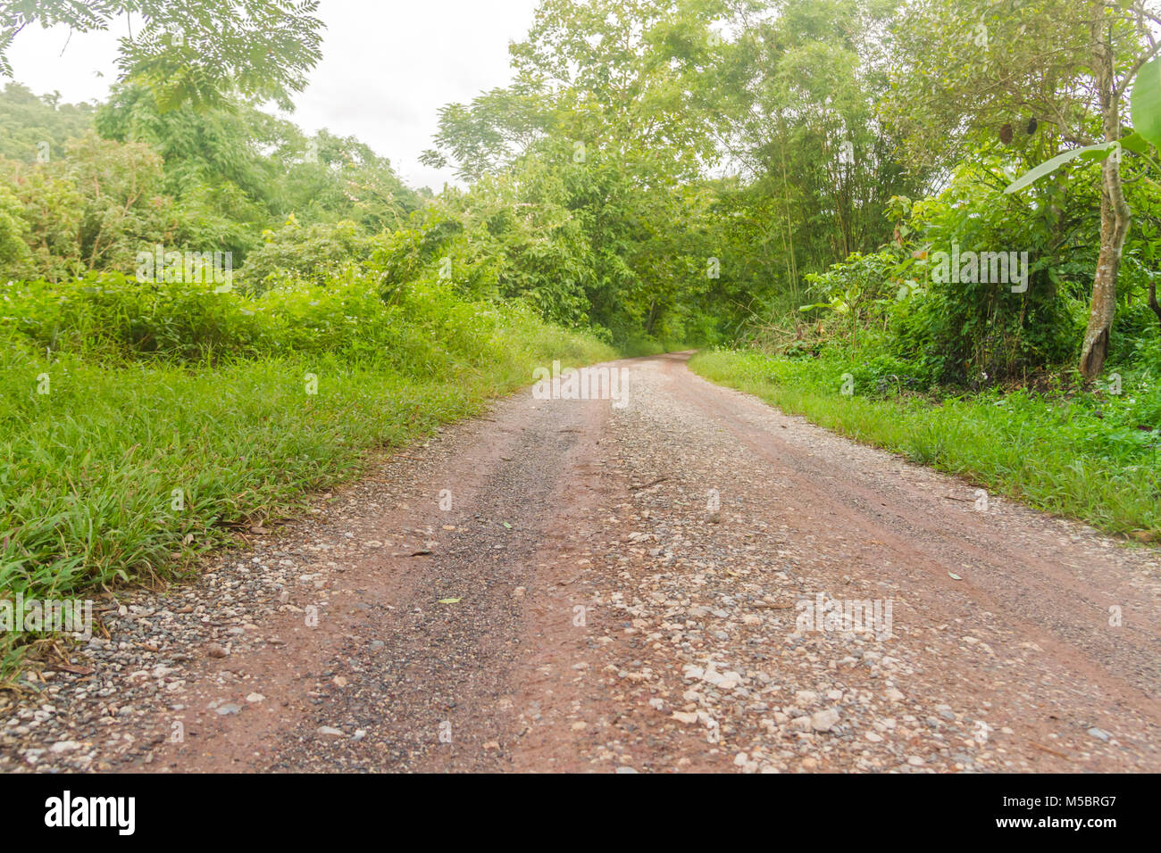 Rural Road in the Rainy Season Stock Photo - Alamy