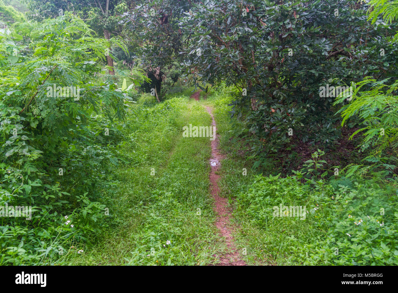 Rural Road in the Rainy Season Stock Photo - Alamy