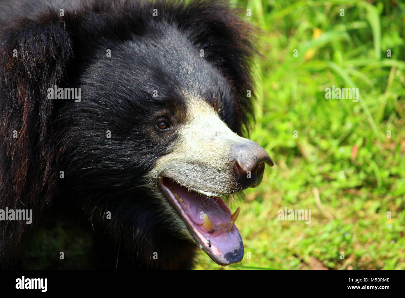 Wild life photography Stock Photo - Alamy