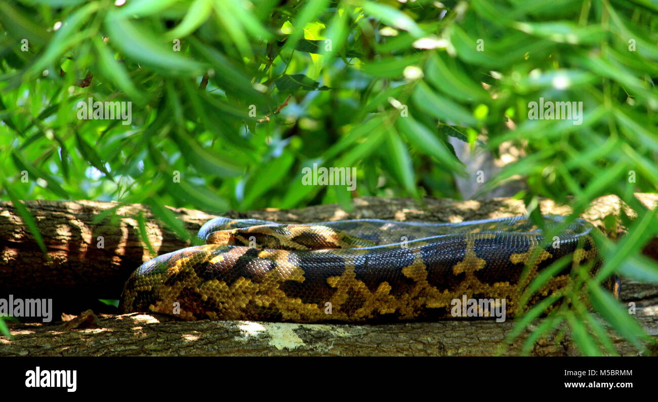 Wild life photography Stock Photo - Alamy