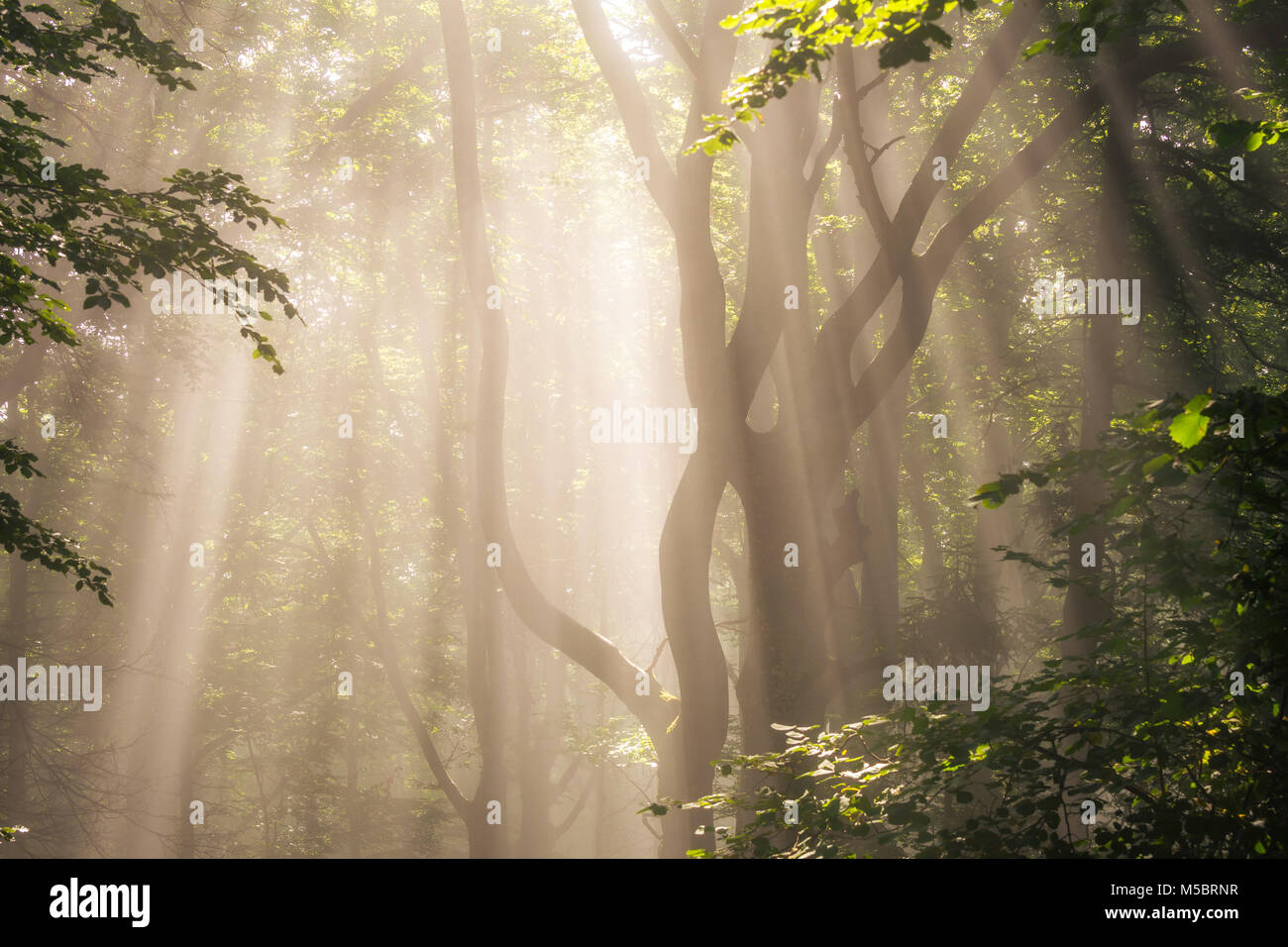 Morning sun rays in forest Stock Photo - Alamy