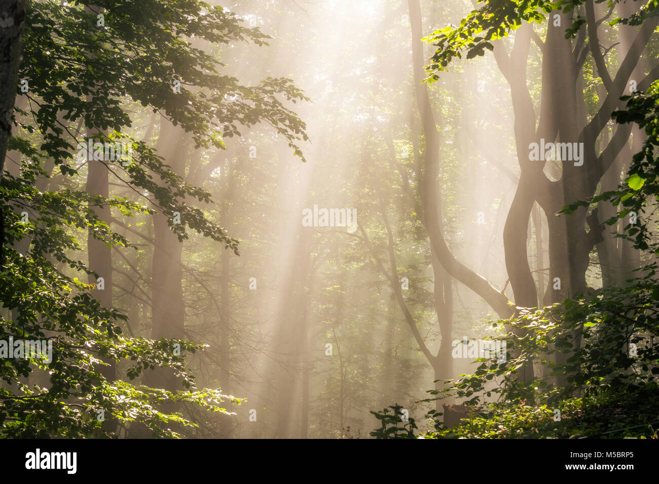 Morning sun rays in forest Stock Photo - Alamy