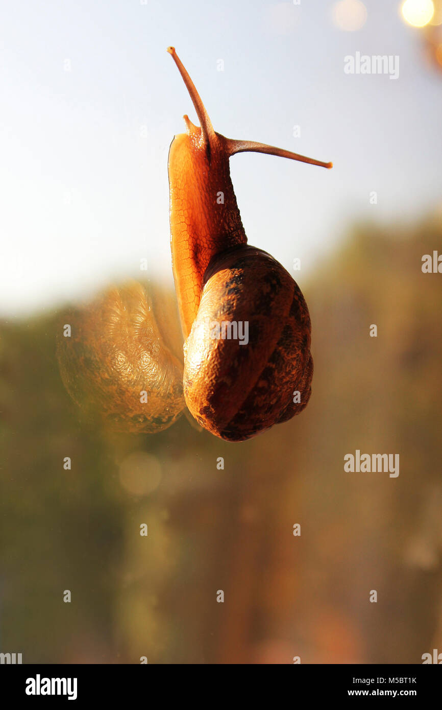 Large pane hi-res stock photography and images - Alamy