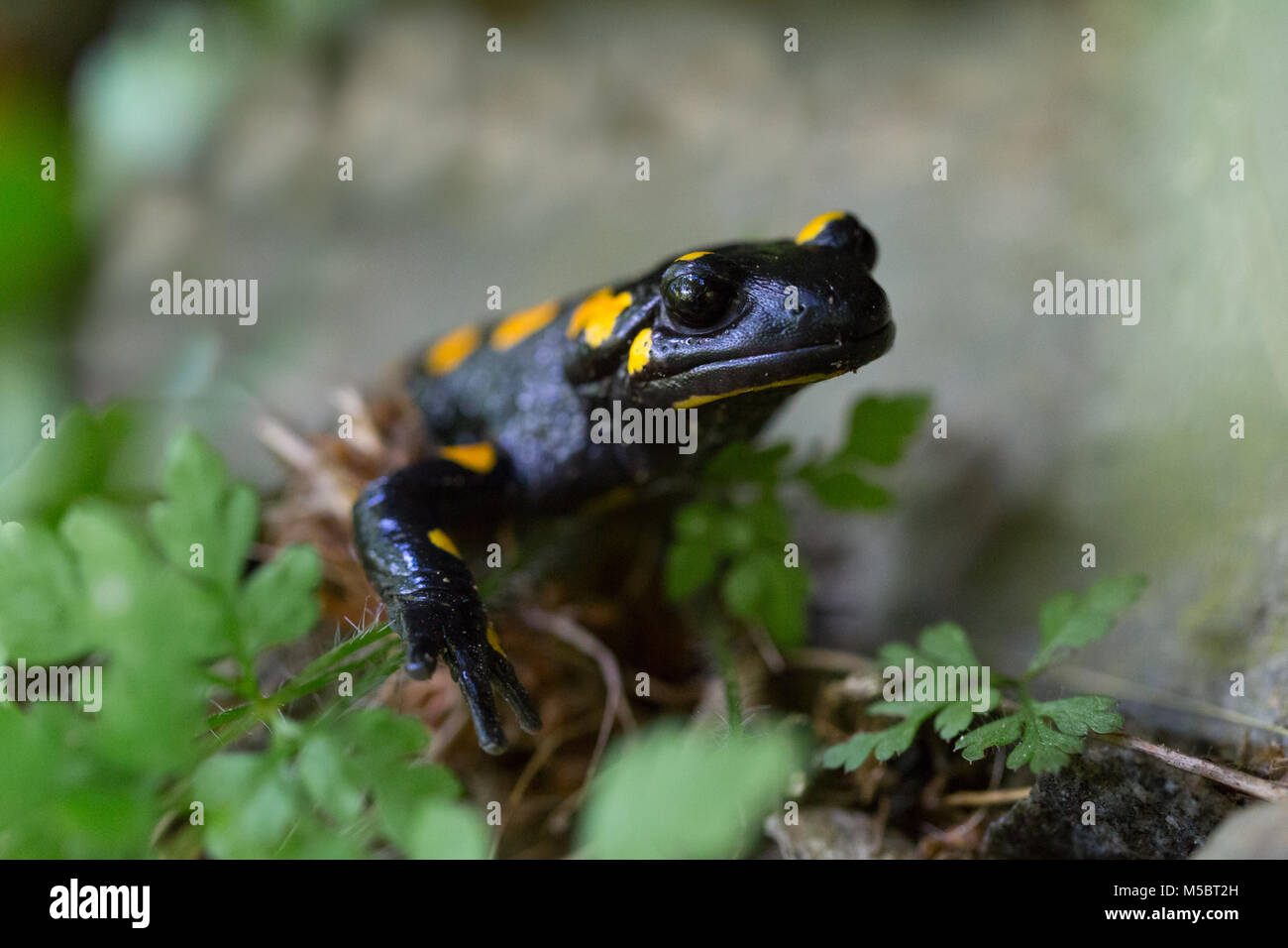 front view portrait natural spotted fire salamander (salamandra ...