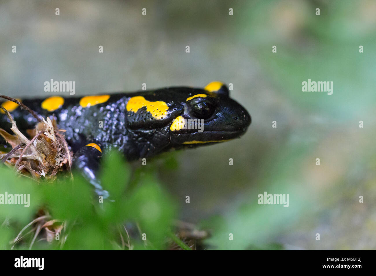 side view portrait natural spotted fire salamander (salamandra ...