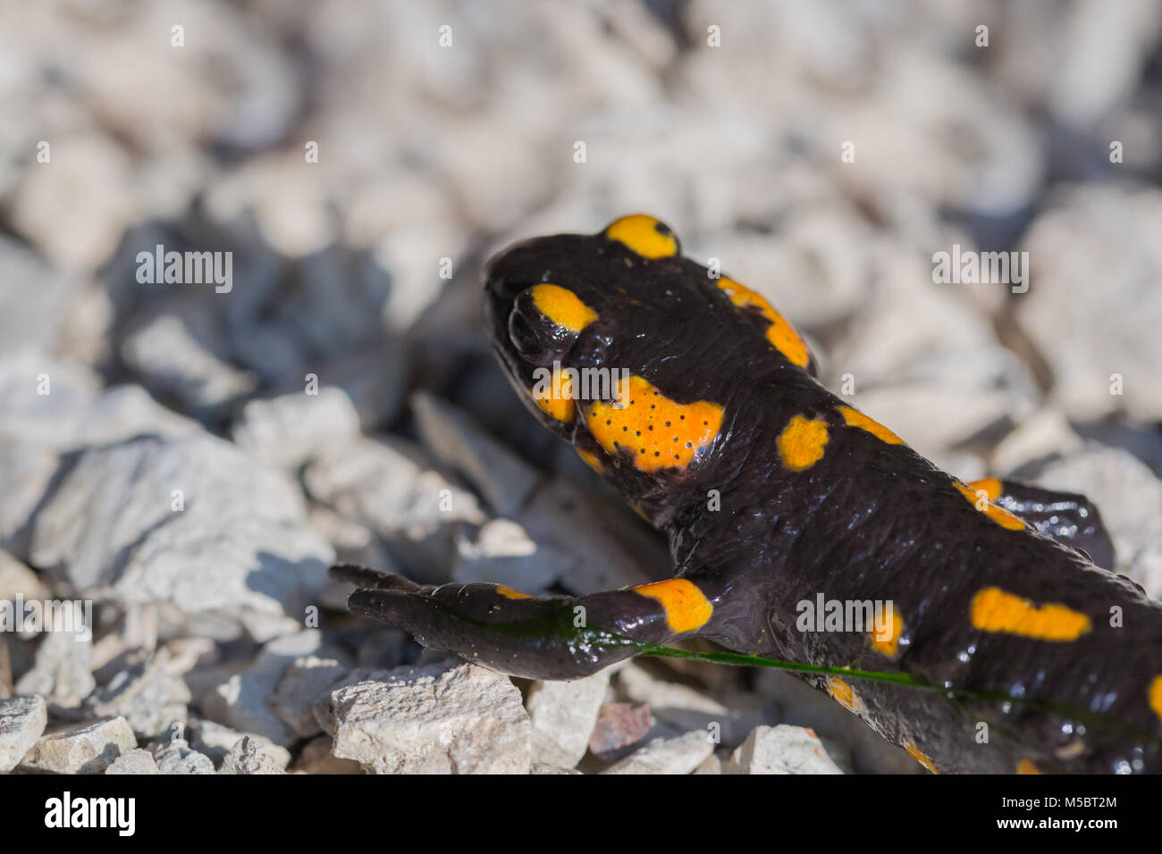side view natural spotted fire salamander (salamandra salamandra) on ...