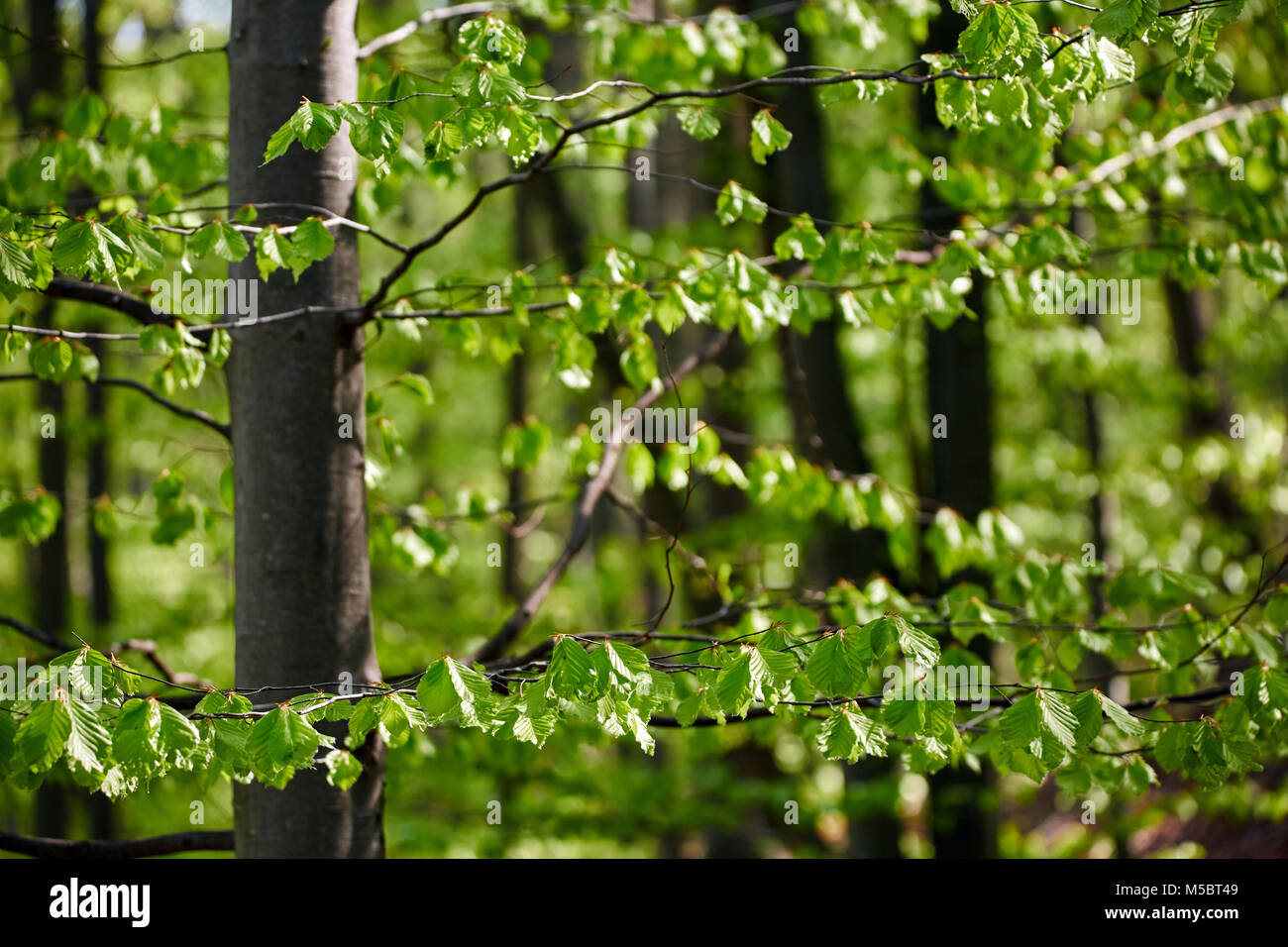 Forest of beech trees in the early spring Stock Photo - Alamy