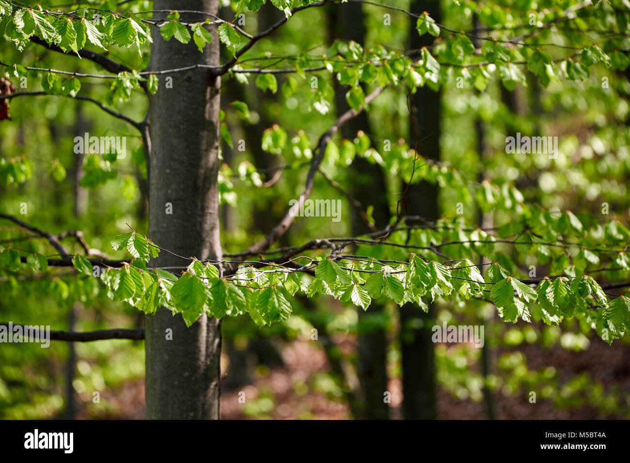 Forest of beech trees in the early spring Stock Photo - Alamy