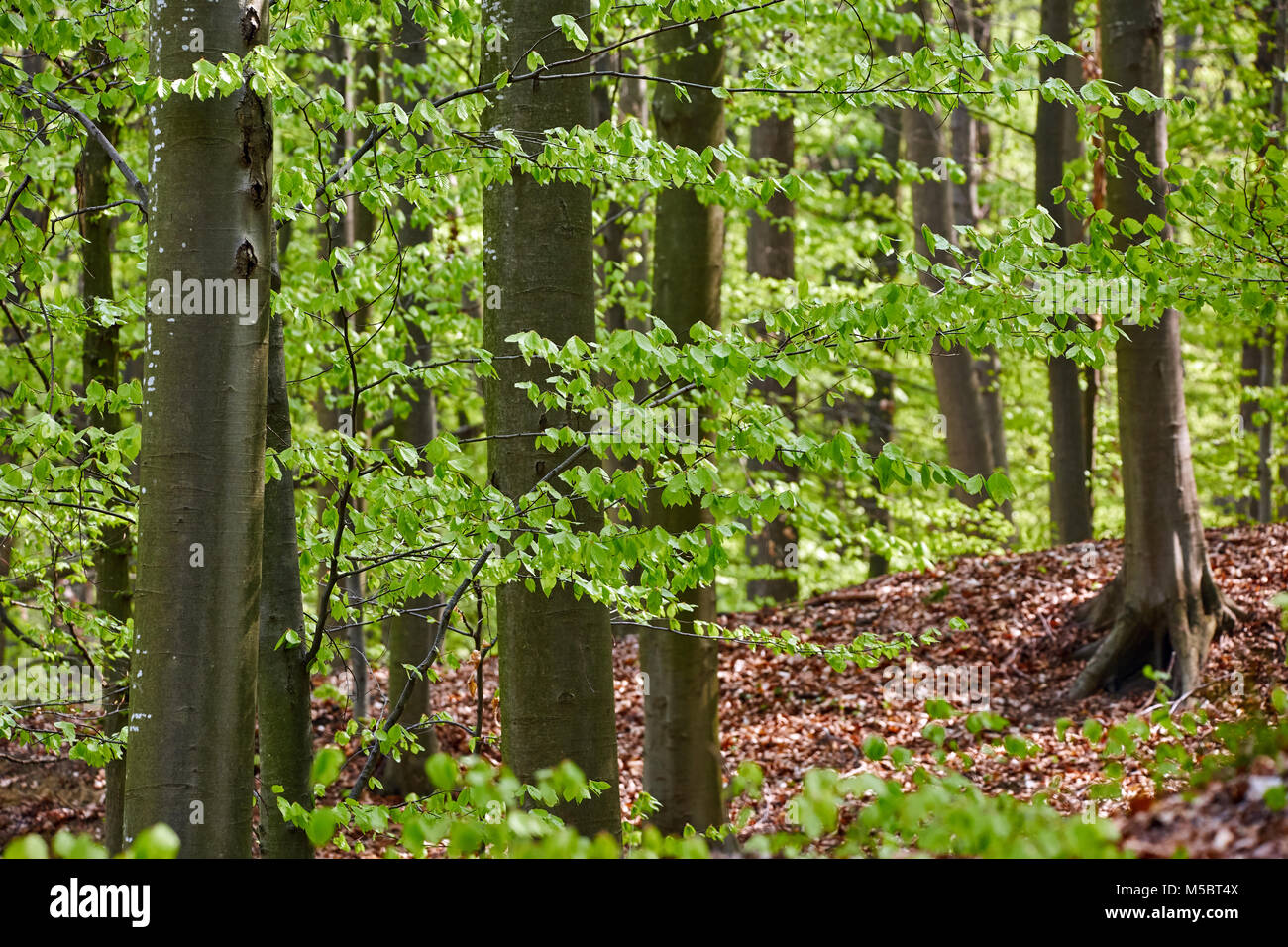 Forest of beech trees in the early spring Stock Photo - Alamy
